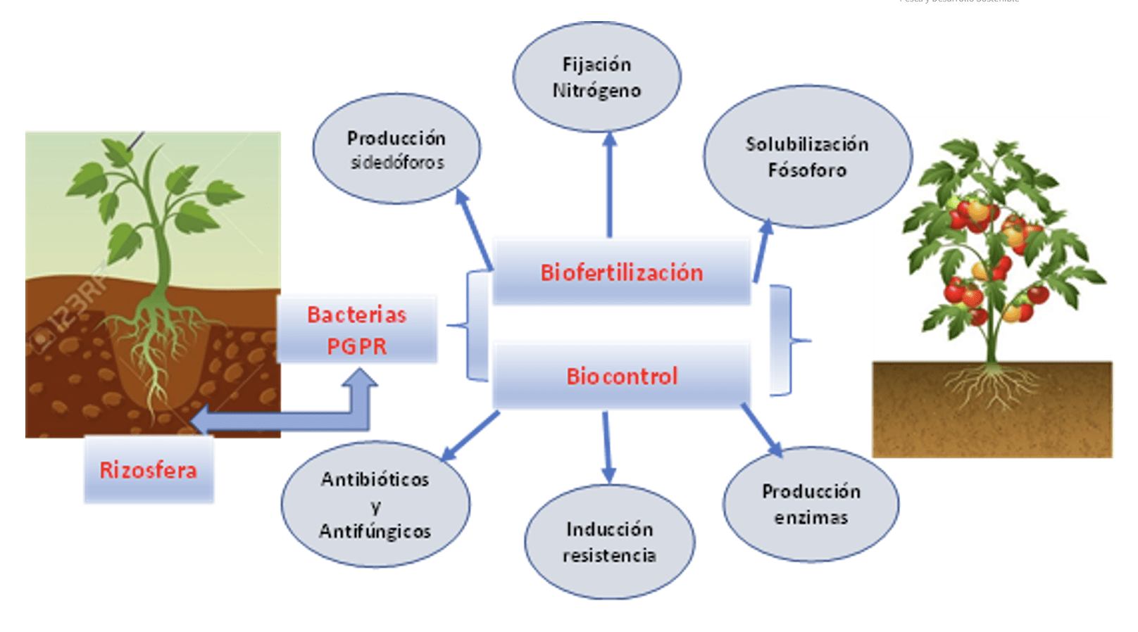 Bacterias de suelo promotoras del crecimiento vegetal y mejoradoras de ...