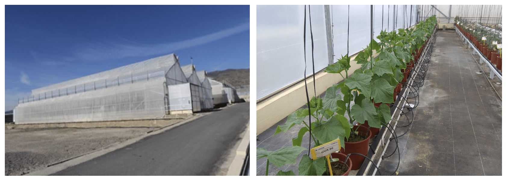 Efecto de la aplicación de un compost funcional para la producción de ...